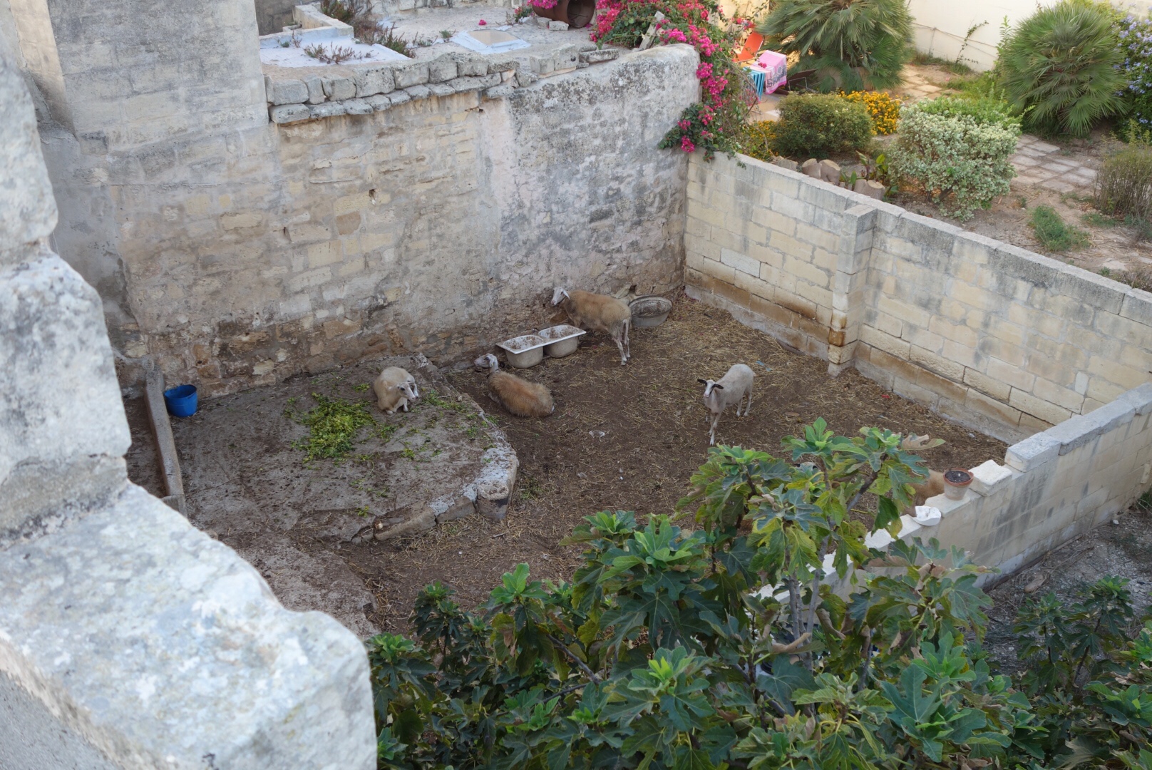 Gjebjniets – Very local sheep cheese in Malta – Life and Cheese